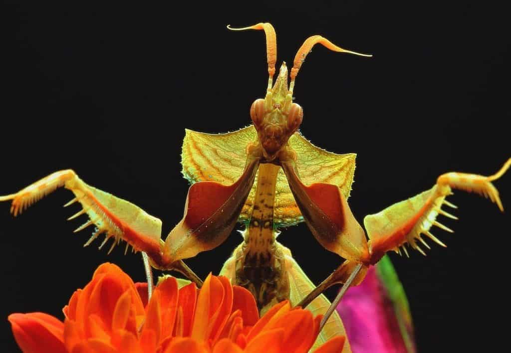 40 Surprising Praying Mantis Facts You Probably Didn't Know About