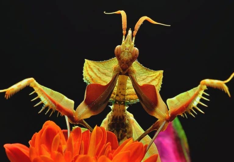 40 Surprising Praying Mantis Facts You Probably Didn't Know About