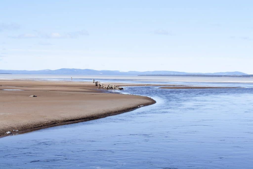 50 Critical Extinction Facts To Know Before It's Too Late