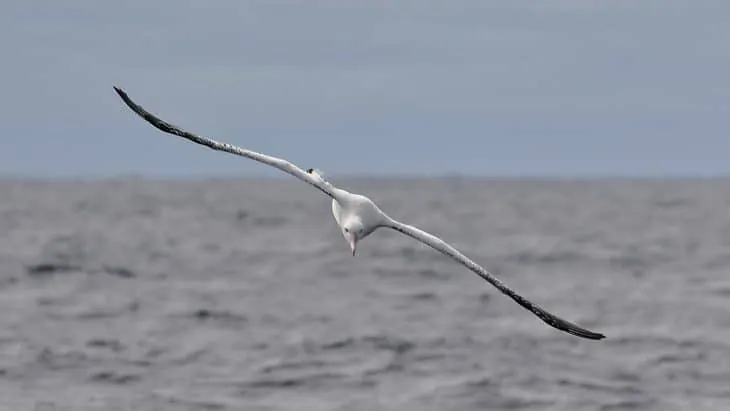 40 Albatross Facts About The Most Legendary Bird
