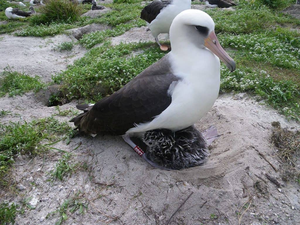 40 Albatross Facts About The Most Legendary Bird