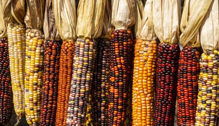 50 Corn Facts That Are Not-So-Corny Afterall - Facts.net