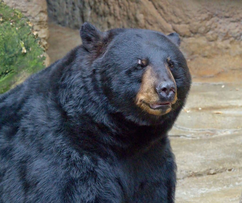 105 Interesting Bear Facts From All Around The World