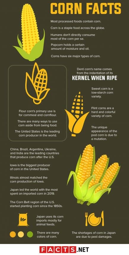 50 Corn Facts That Are Not-So-Corny Afterall - Facts.net