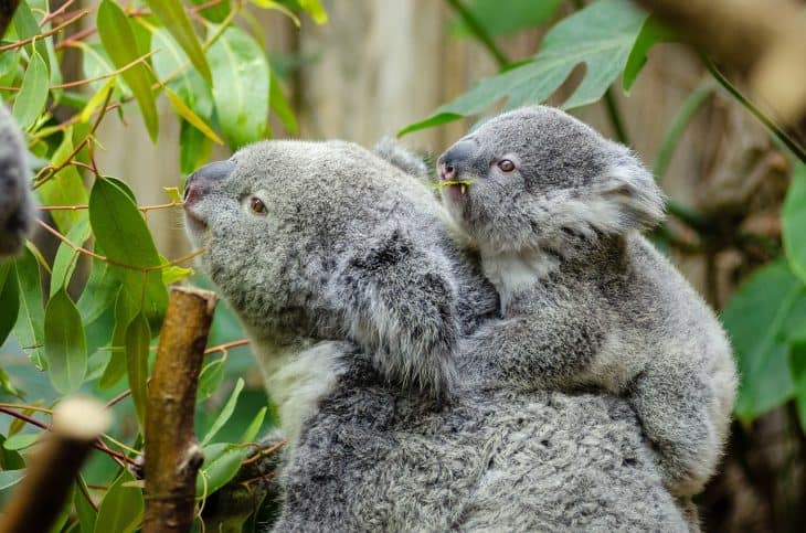 50 Interesting Koala Facts From The Land Down Under