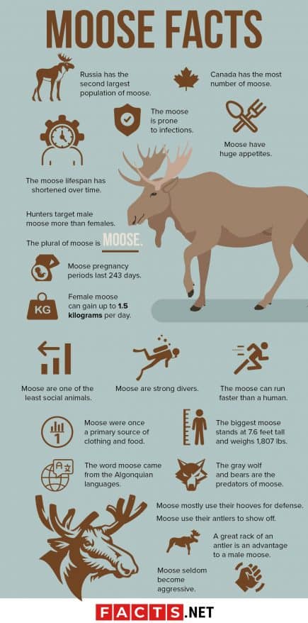 50 Incredible Moose Facts About The World's Largest Deer Species