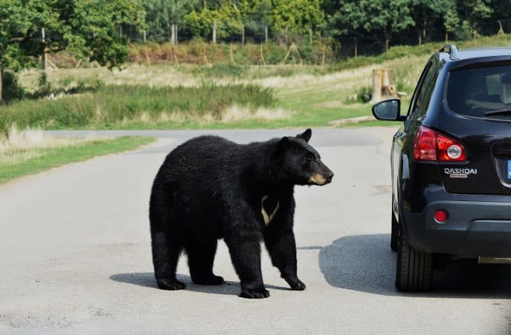 105 Interesting Bear Facts From All Around The World