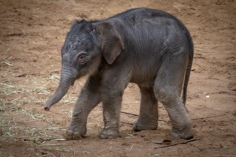 70 Surprising Elephant Facts About The Biggest Land Animal On Earth