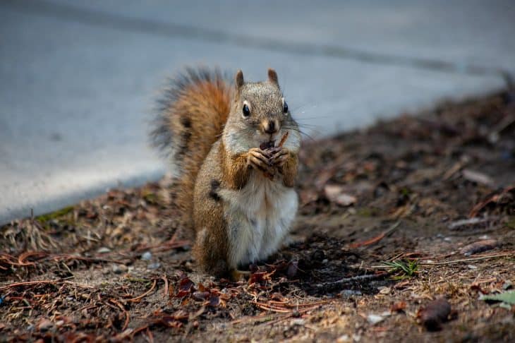 40 Appalachian Mountains Facts About The World's Longest Hiking Trail