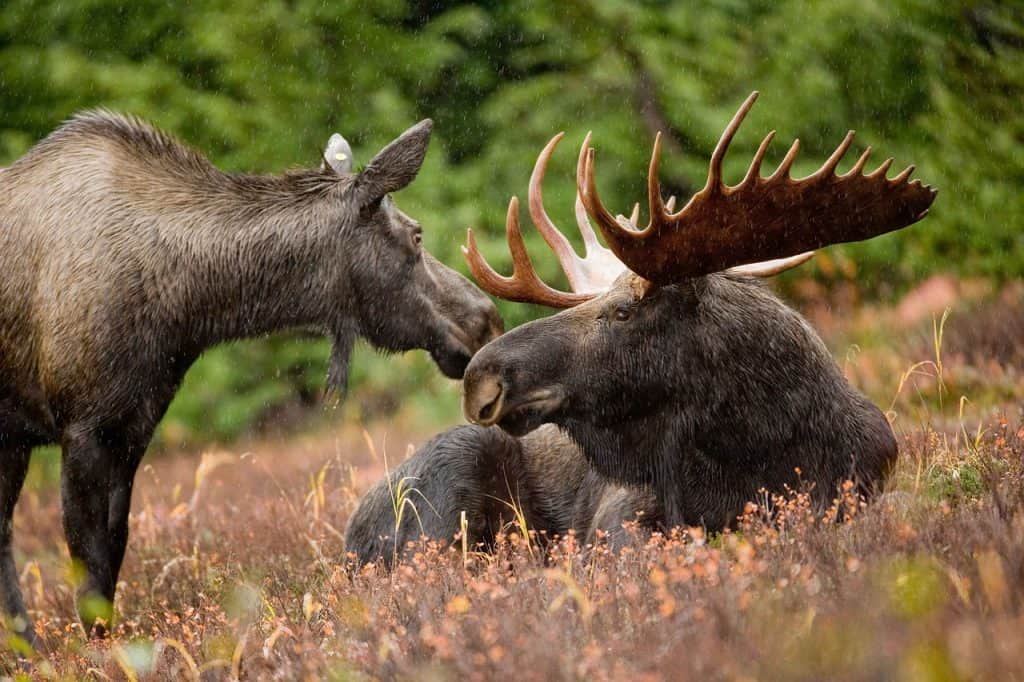 50 Incredible Moose Facts About The World's Largest Deer Species