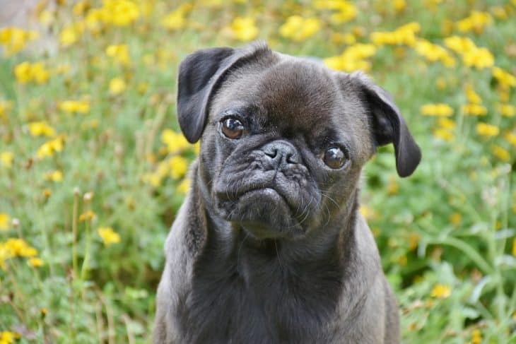 40 Interesting Pug Facts You Probably Never Knew About - Facts.net