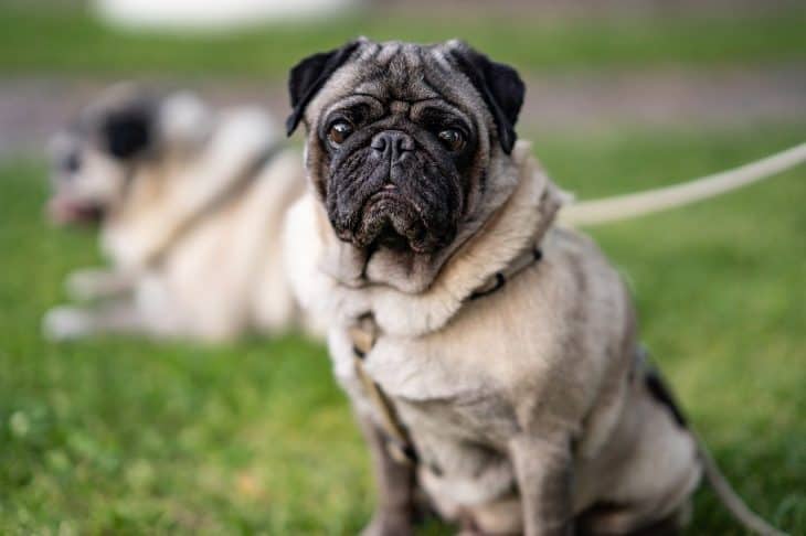 40 Interesting Pug Facts You Probably Never Knew About - Facts.net