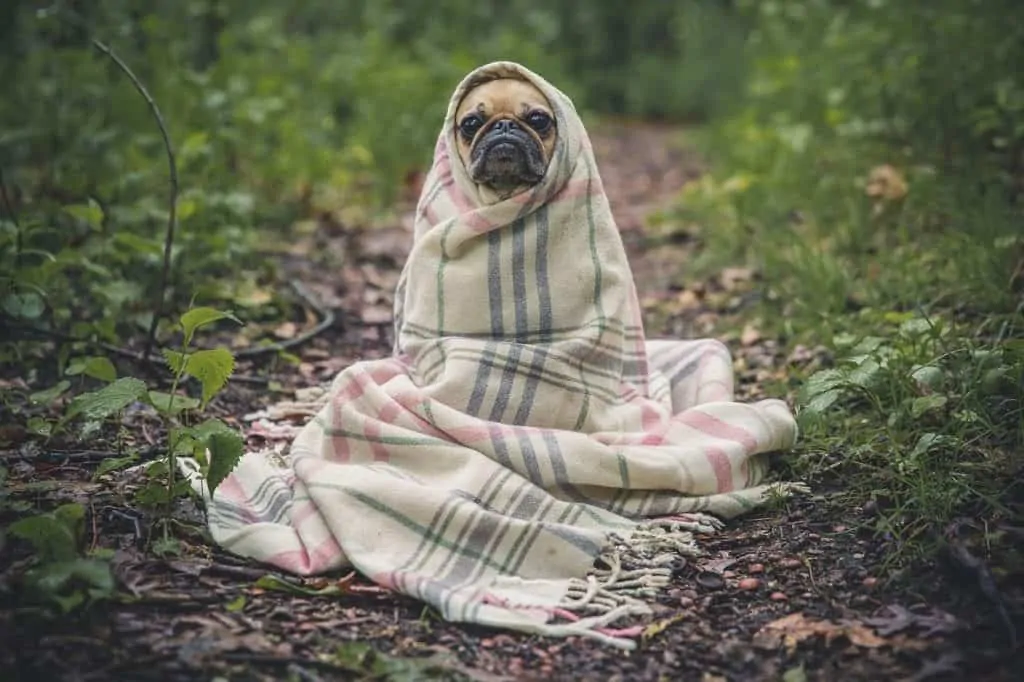 40 Interesting Pug Facts You Probably Never Knew About - Facts.net