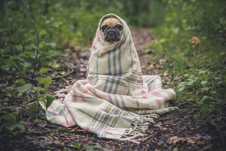 40 Interesting Pug Facts You Probably Never Knew About - Facts.net