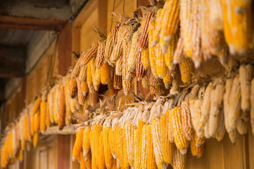 50 Corn Facts That Are Not-So-Corny Afterall - Facts.net