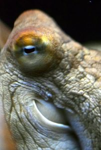 50 Surprising Octopus Facts You Probably Never Knew - Facts.net