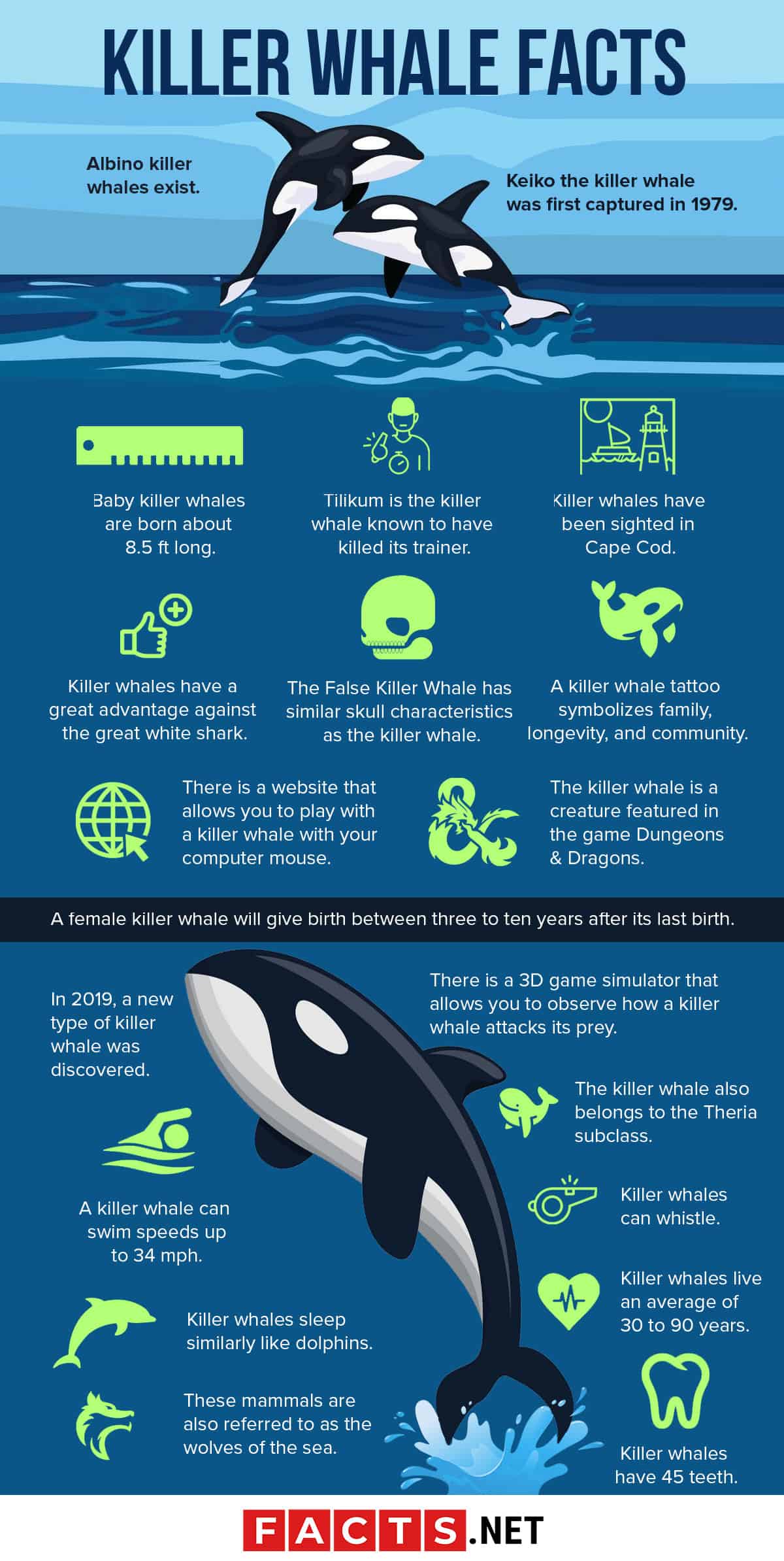 50 Killer Whale Facts That Will Blow Your Mind Facts
