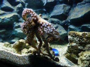 50 Surprising Octopus Facts You Probably Never Knew - Facts.net