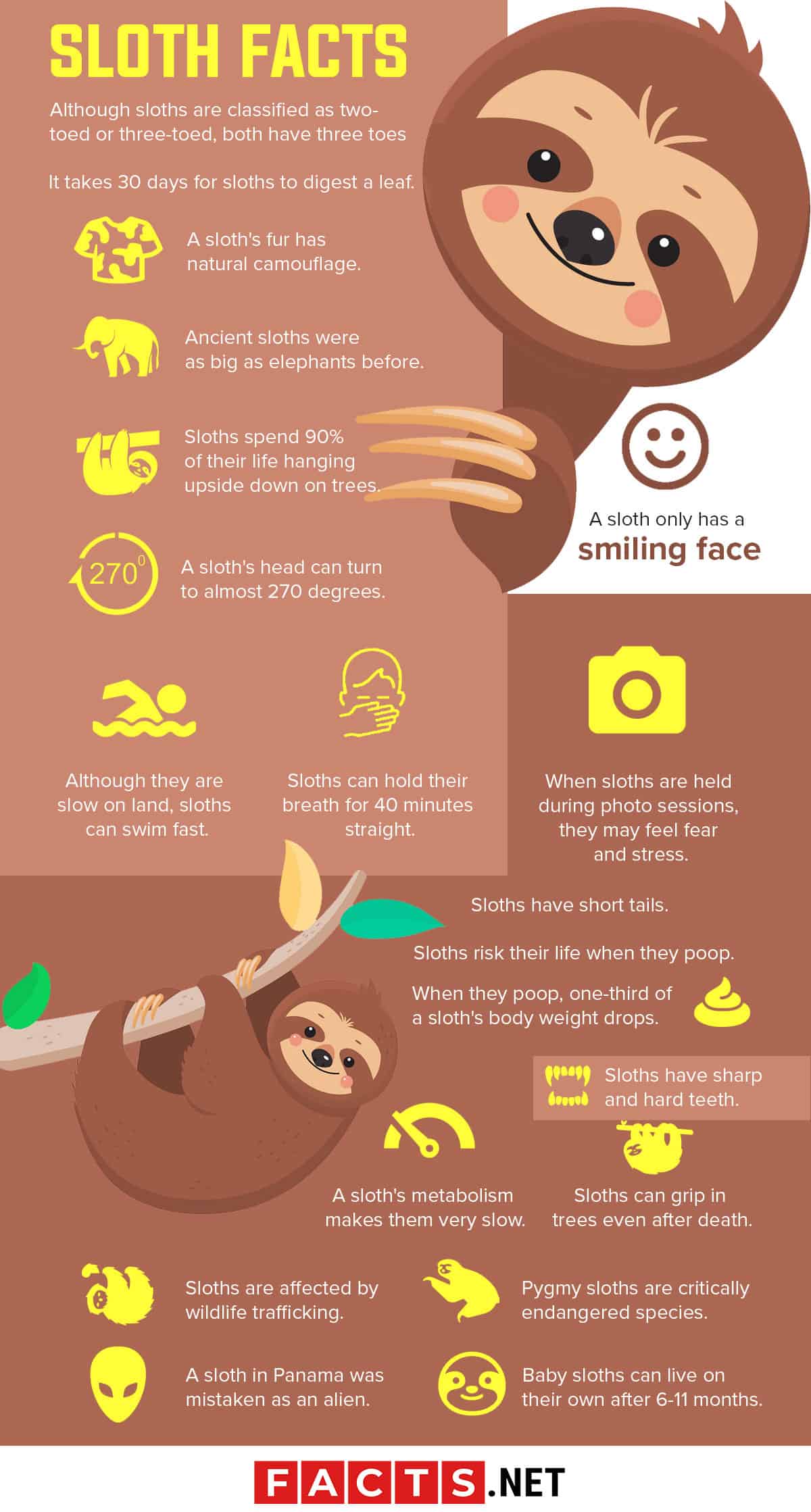 50 Sloth Facts To Prove That They re More Than Just Slow Facts