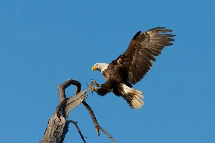 50 Majestic Bald Eagle Facts That Soar High In The Sky - Facts.net