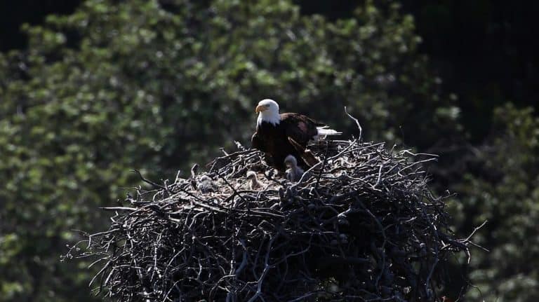 50 Majestic Bald Eagle Facts That Soar High In The Sky - Facts.net