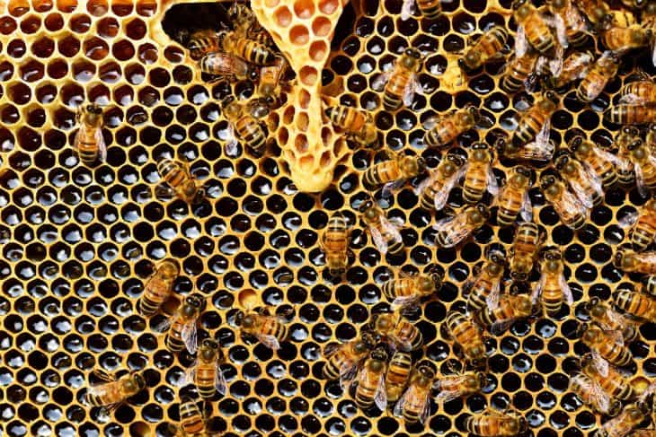 120 Surprising Bee Facts That You Never Knew About