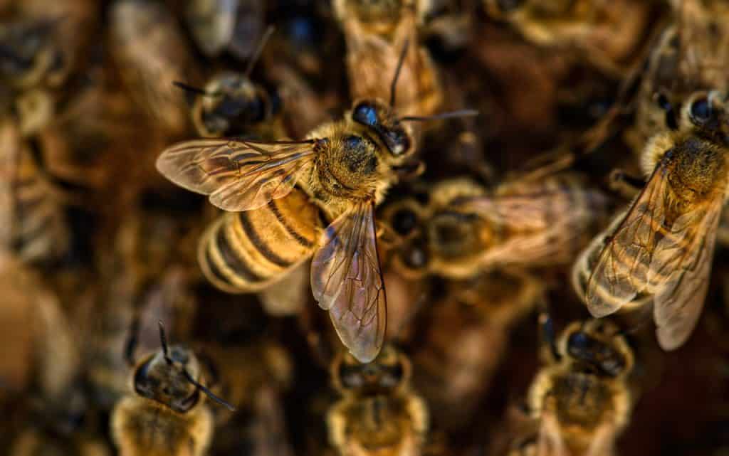 120 Surprising Bee Facts That You Never Knew About
