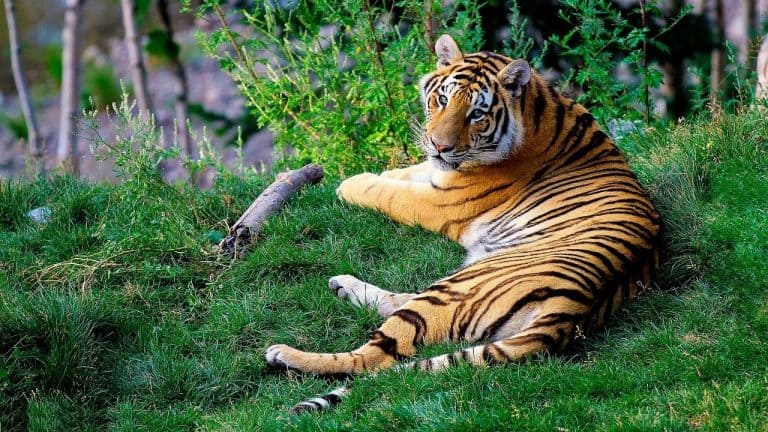 80 Surprising Tiger Facts That You Never Knew About