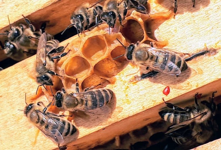 120 Surprising Bee Facts That You Never Knew About