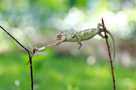 50 Colorful Chameleon Facts To Fascinate You - Facts.net