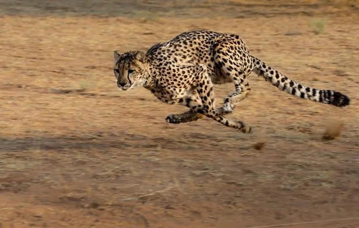 50 Interesting Cheetah Facts That You Never Spotted Before