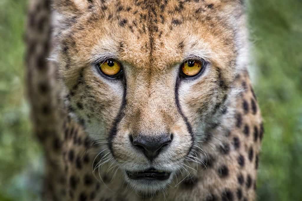 50 Interesting Cheetah Facts That You Never Spotted Before