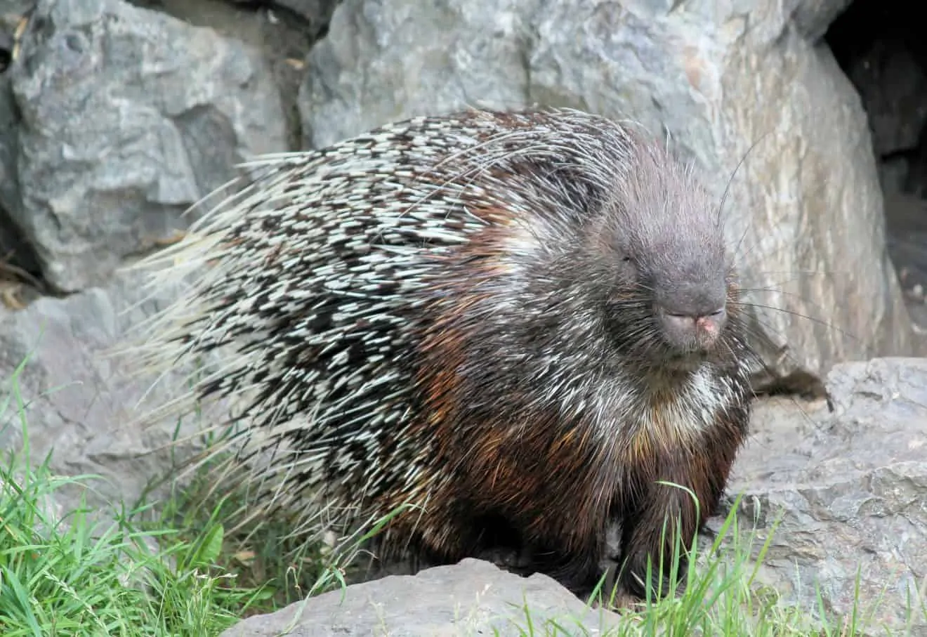 50 Unexpected Hedgehog Facts You Never Knew About