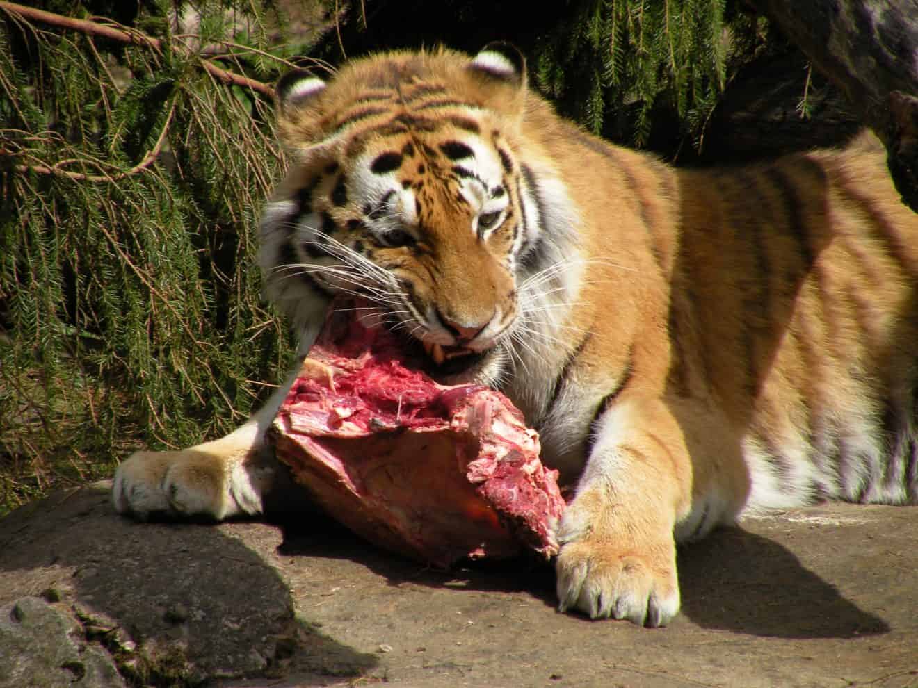 80 Surprising Tiger Facts That You Never Knew About