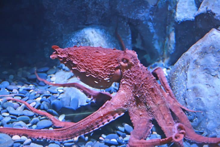 50 Surprising Octopus Facts You Probably Never Knew - Facts.net