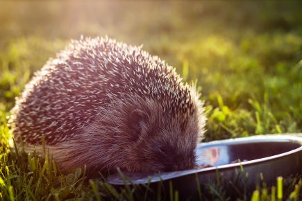50 Unexpected Hedgehog Facts You Never Knew About