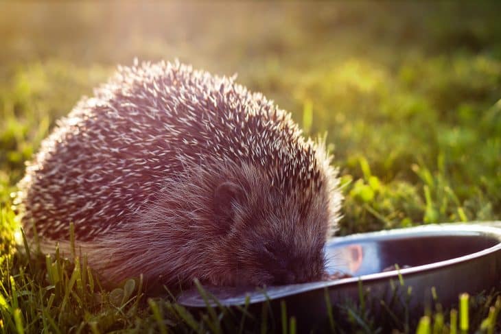 50 Unexpected Hedgehog Facts You Never Knew About