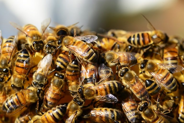 120 Surprising Bee Facts That You Never Knew About
