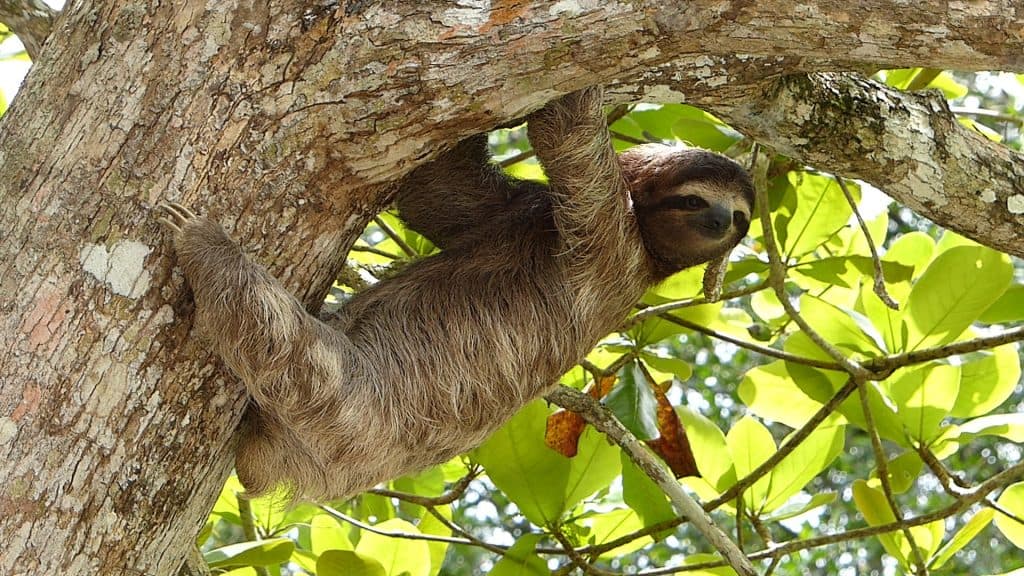 50 Sloth Facts To Prove That They're More Than Just Slow - Facts.net