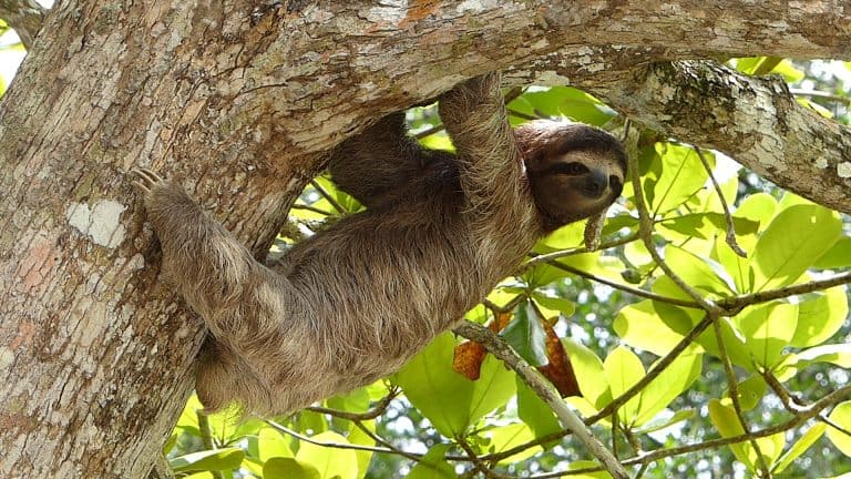 50 Sloth Facts To Prove That They're More Than Just Slow - Facts.net