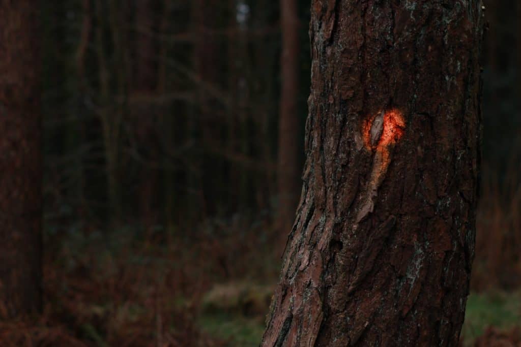 50 Essential Amazon Rainforest Facts You Have To Know Now