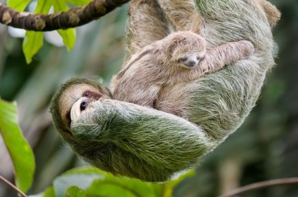 50 Sloth Facts To Prove That They're More Than Just Slow - Facts.net