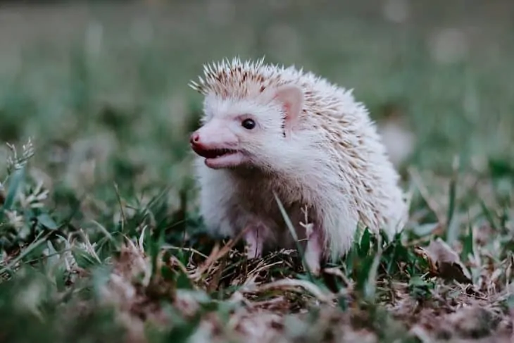 50 Unexpected Hedgehog Facts You Never Knew About
