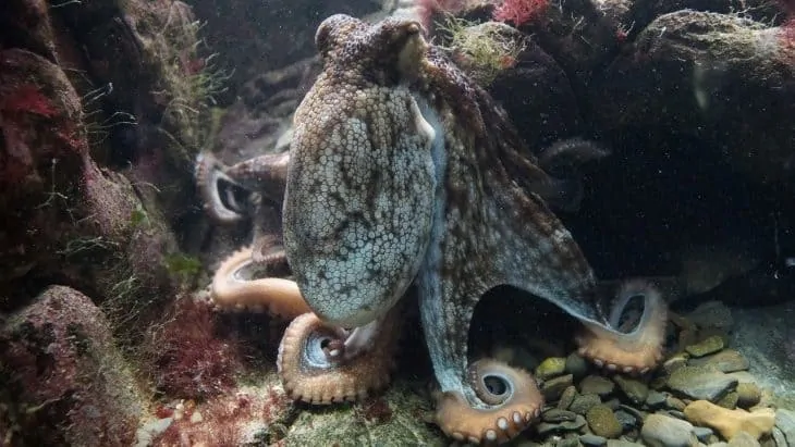 50 Surprising Octopus Facts You Probably Never Knew - Facts.net
