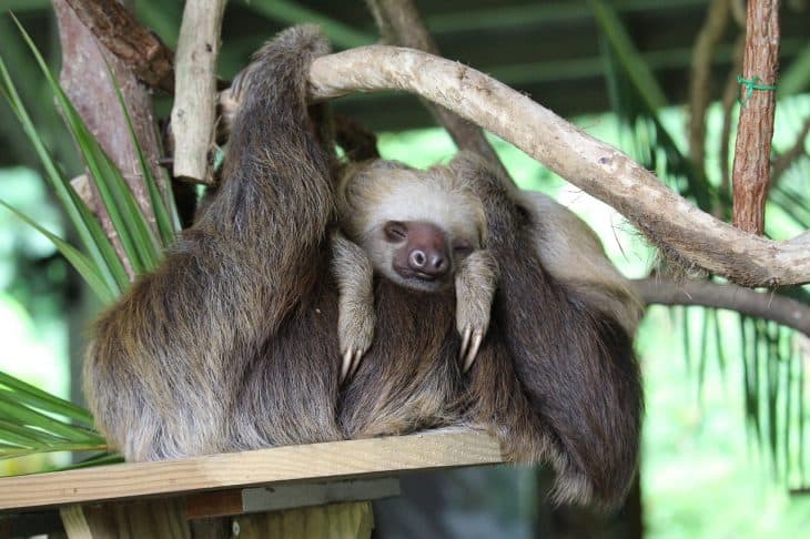 50 Sloth Facts To Prove That They're More Than Just Slow - Facts.net