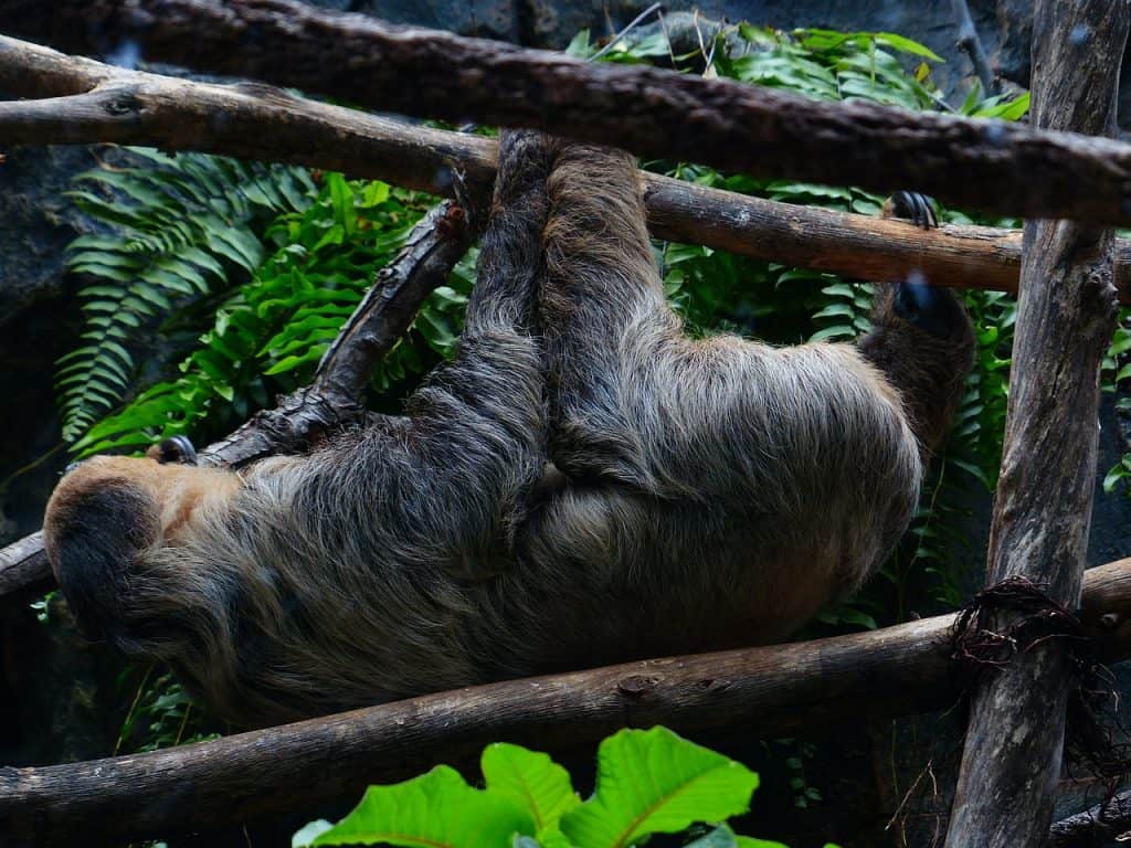 50 Sloth Facts To Prove That They're More Than Just Slow - Facts.net