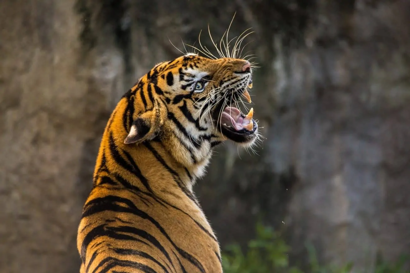 80 Surprising Tiger Facts That You Never Knew About