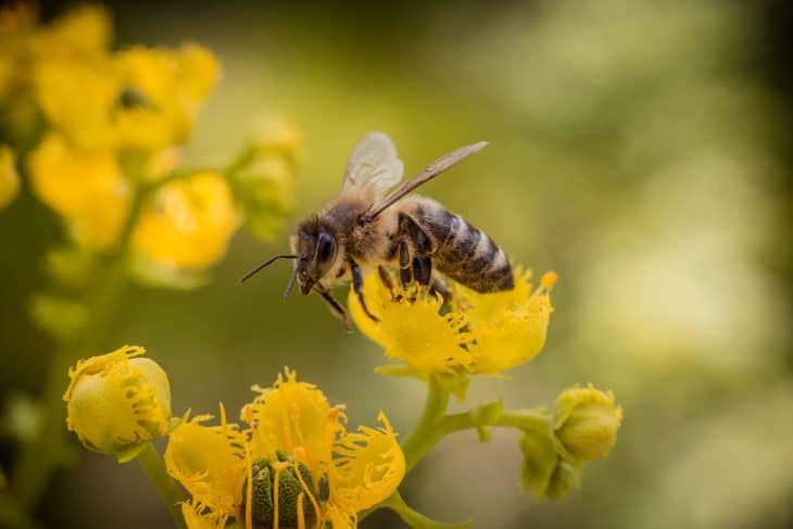 120 Surprising Bee Facts That You Never Knew About