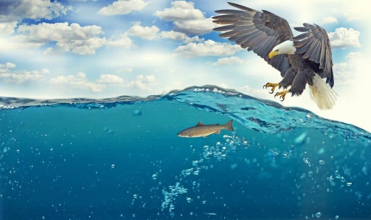 50 Majestic Bald Eagle Facts That Soar High In The Sky - Facts.net
