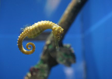 50 Surprising Seahorse Facts That You Never Knew About